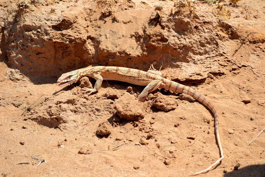 Caspian Monitor from Нурабадский район, Узбекистан on August 11, 2012 ...
