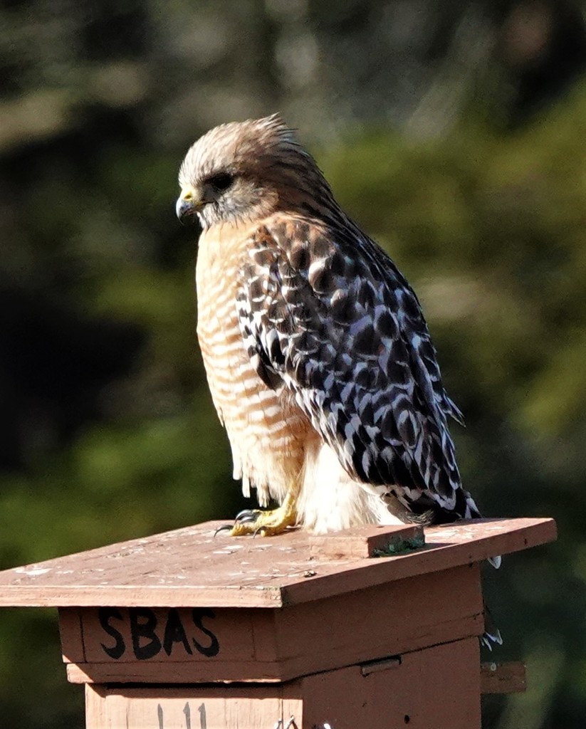 California Red-shouldered Hawk from Lake Los Carneros Goleta, CA, USA ...