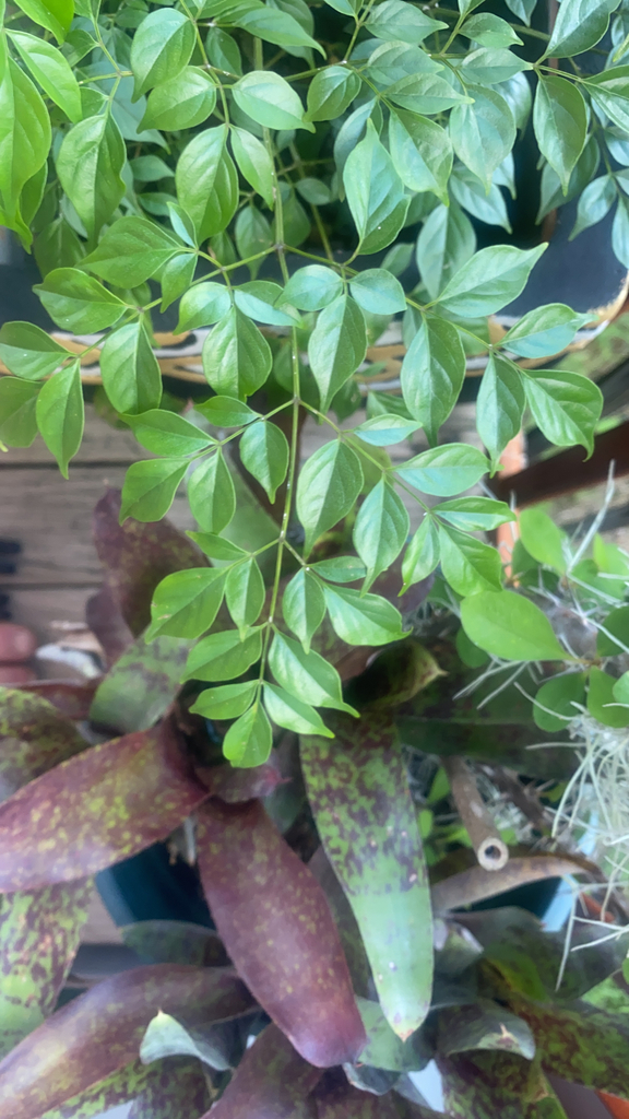 Emerald Tree from Kendall on December 25, 2021 at 05:39 PM by hpmilne ...