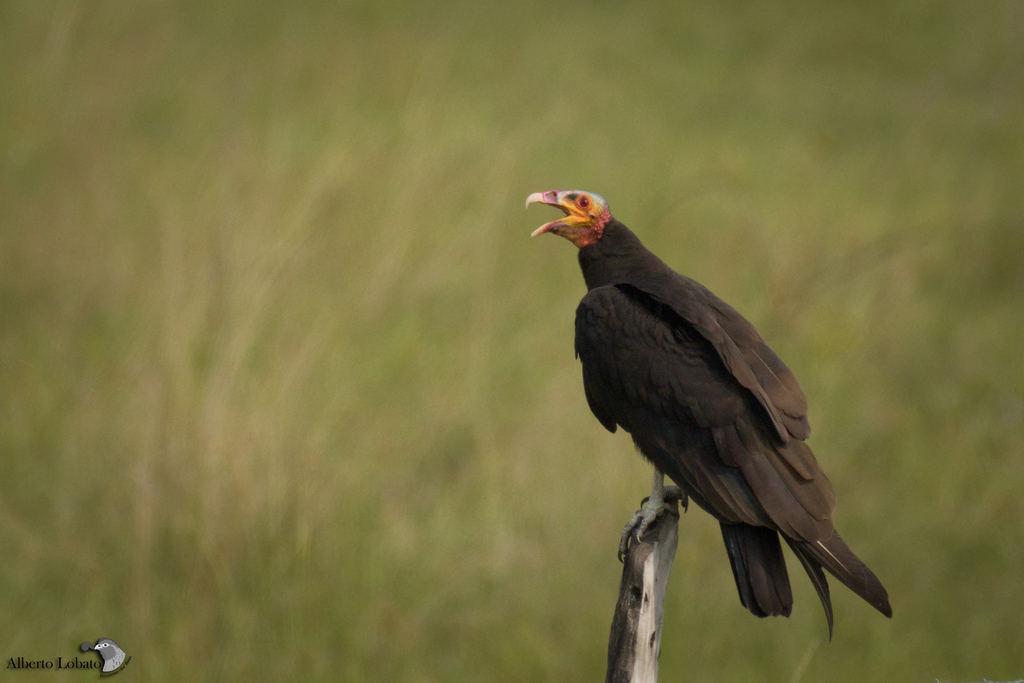 Lesser Yellow-headed Vulture in December 2021 by El Chivizcoyo ...