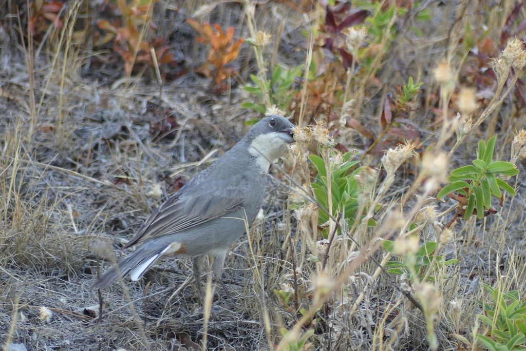 Common Diuca-Finch from Santiago, Región Metropolitana, Chile on ...