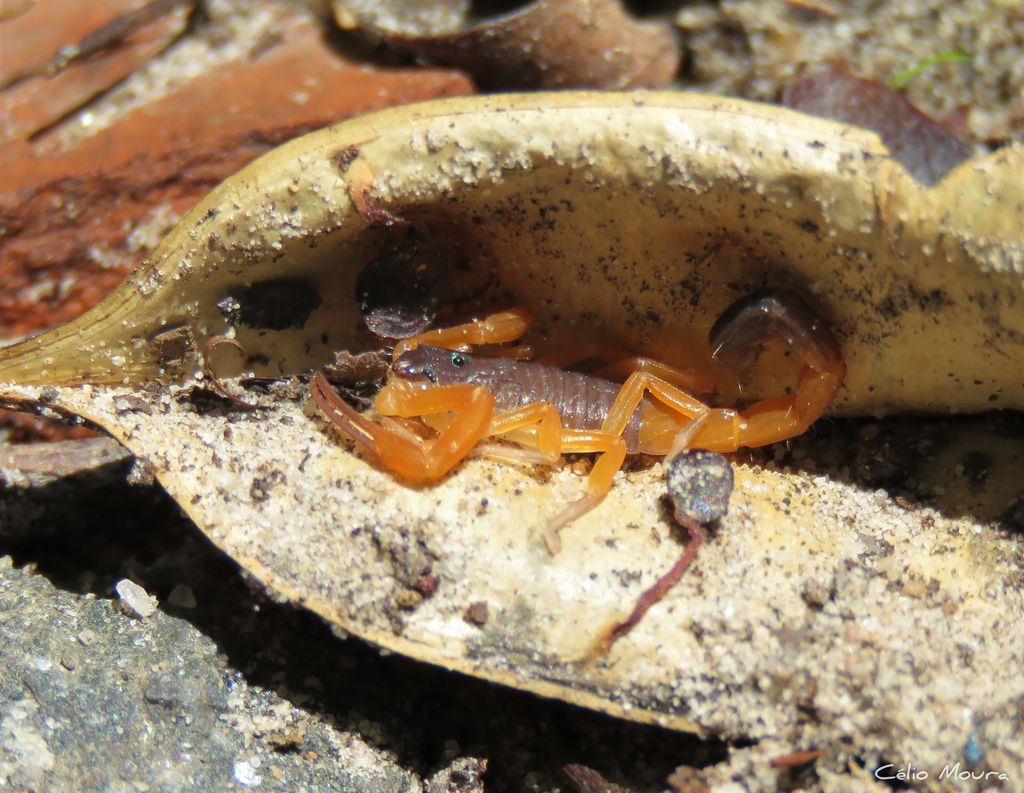 Jaguajir agamemnon from Zona Rural, Crateús - CE, 63700-000, Brasil on ...