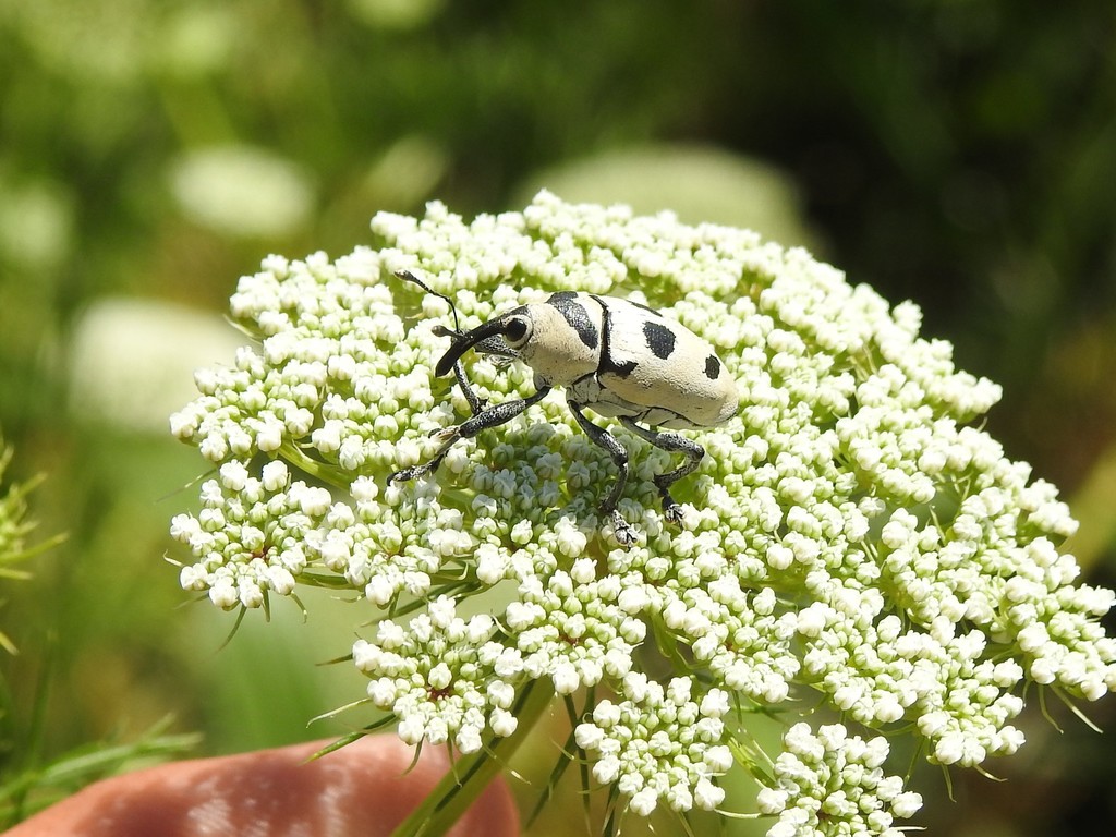 Cholus annulatus from Santa Fe, Argentina on December 16, 2021 at 10:43 ...