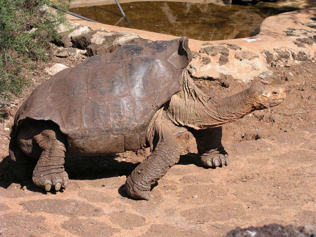 Pinta Giant Tortoise in January 2008 by Jessee J. Smith. In fond memory ...