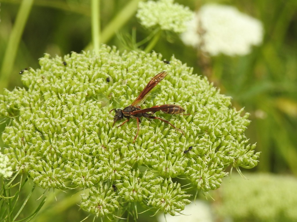 Mischocyttarus from Santa Fe, Argentina on December 20, 2021 at 09:45 ...