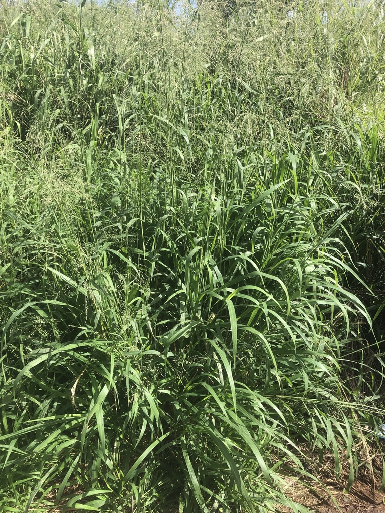 Guinea Grass From Maui County Us Hi Us On December 25 2021 At 1237 Pm By Bindelshsu