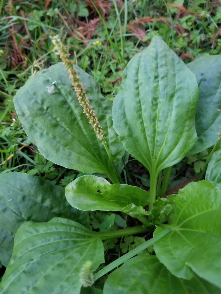 greater plantain from Santa Fe, TX 77510, USA on December 25, 2021 at ...
