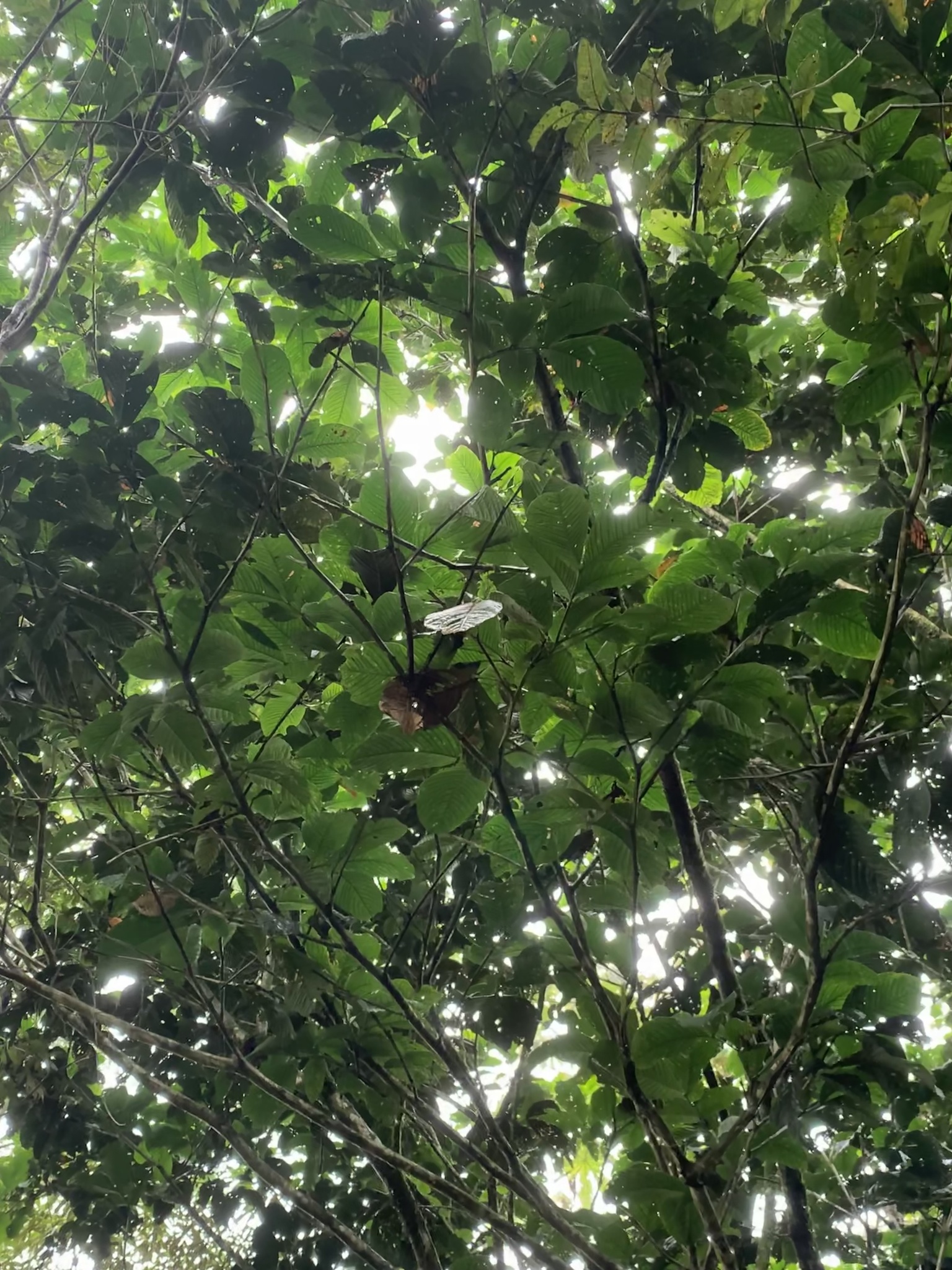 Inga spectabilis (Vahl) Willd.