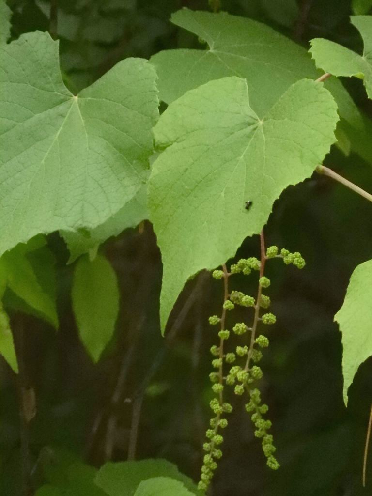 graybark grape (LNPS) · iNaturalist