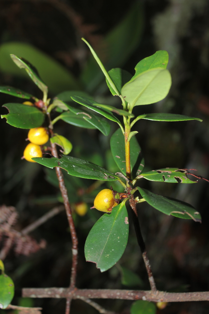 (Pentaphylacaceae) - Botanical Realm