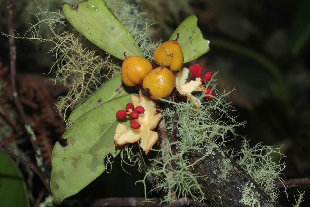 (Pentaphylacaceae) - Botanical Realm