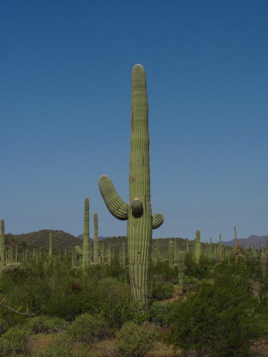 saguaro from Pima County, AZ, USA on April 4, 2010 at 12:00 AM by David ...