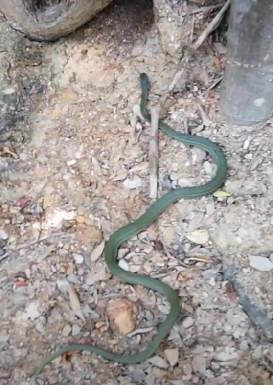 Boddaert's Tropical Racer from Diego Martin Regional Corporation ...