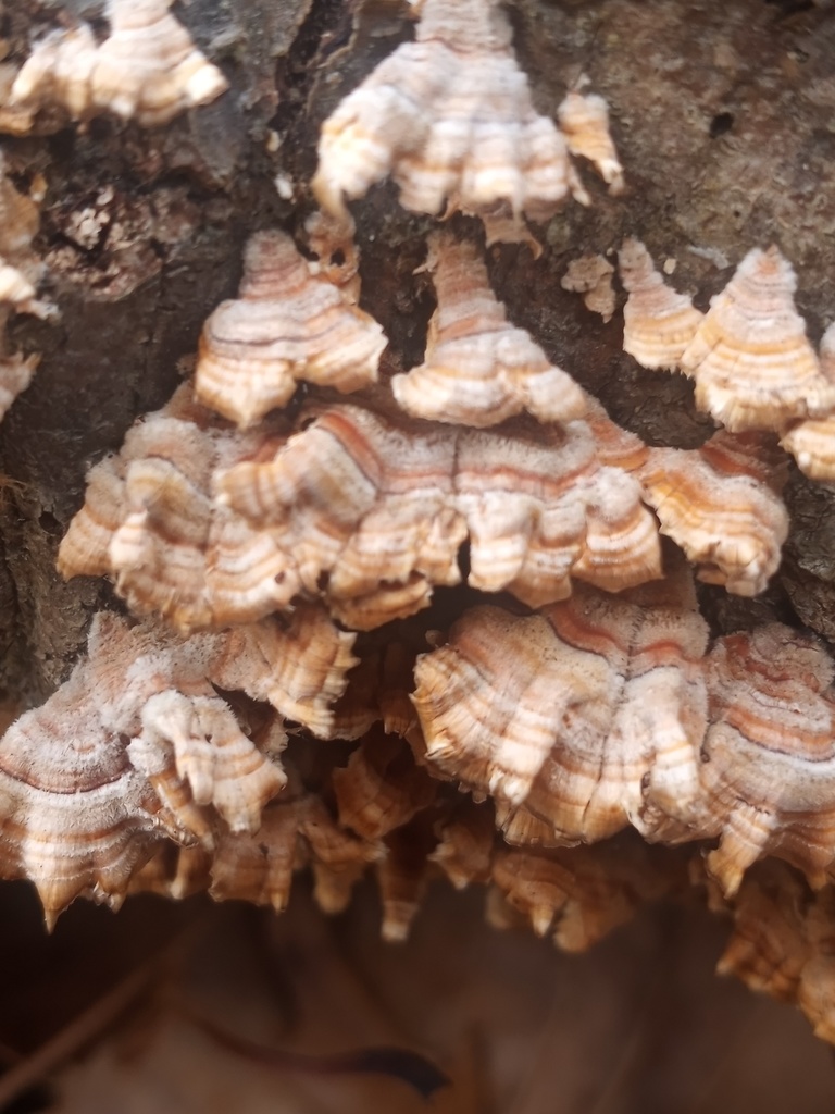 crowded parchment from Lake Shore, MD 21122, USA on December 25, 2021 ...