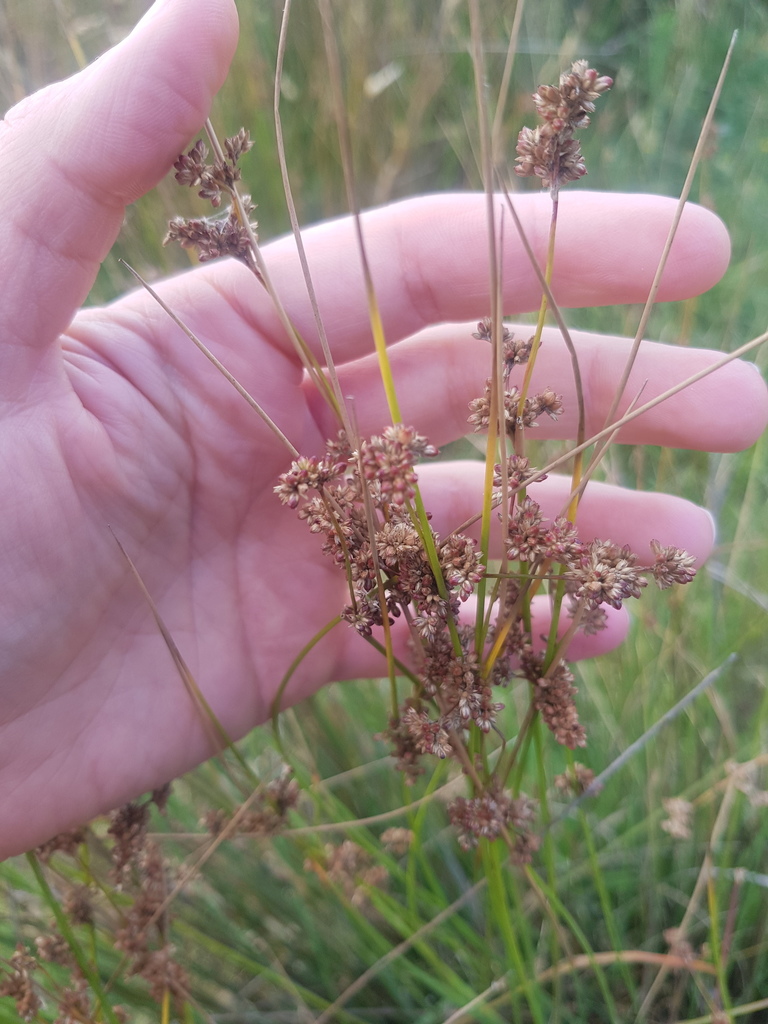 rushes from Narre Warren North VIC 3804, Australia on December 25, 2021 ...