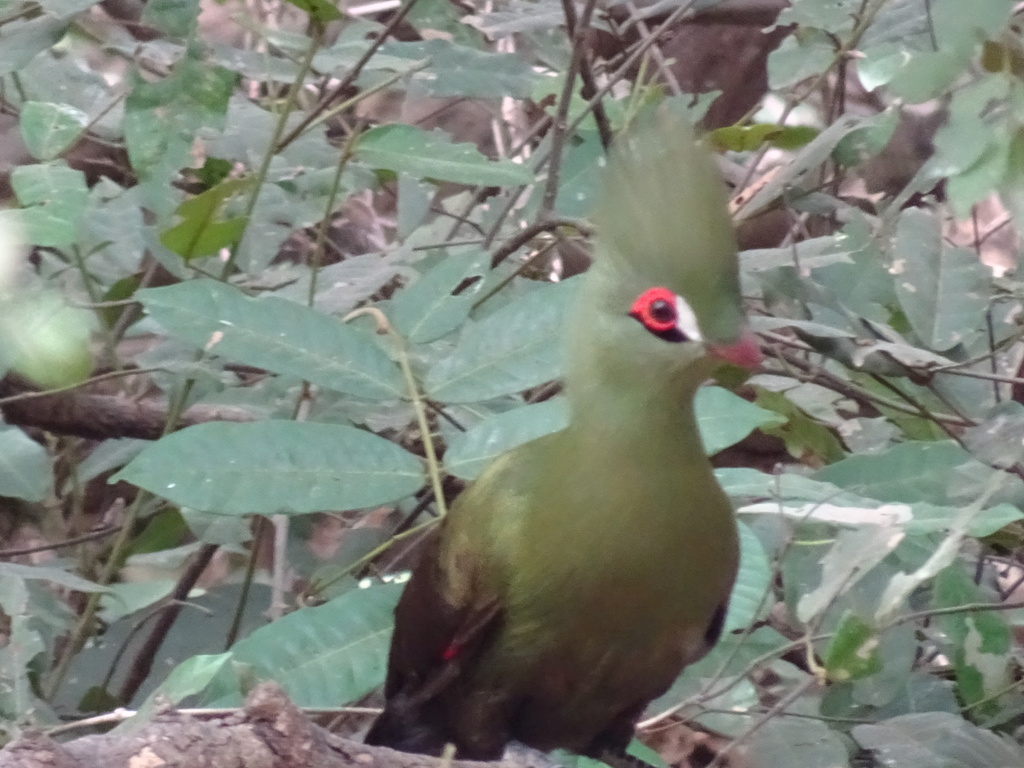 Guinea Turaco (Tauraco persa) - Avian Discovery