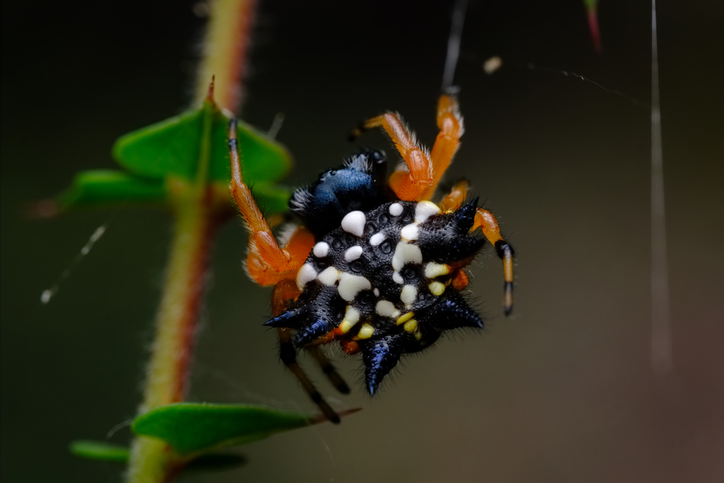 Christmas Jewel Spider from Brisbane Queensland, Australia on December ...