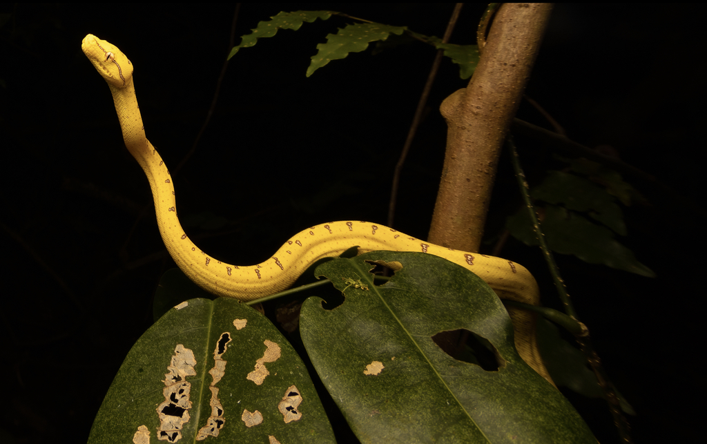 Southern Green Python from Iron Range, Lockhart QLD 4892, Australia on ...