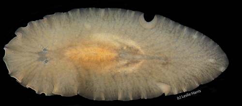 Notocomplana hagiyai · Naturalista Costa Rica