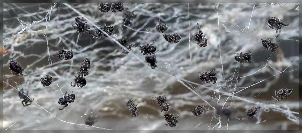 Social House Spider from Travis Wetland on December 25, 2021 by Grahame ...