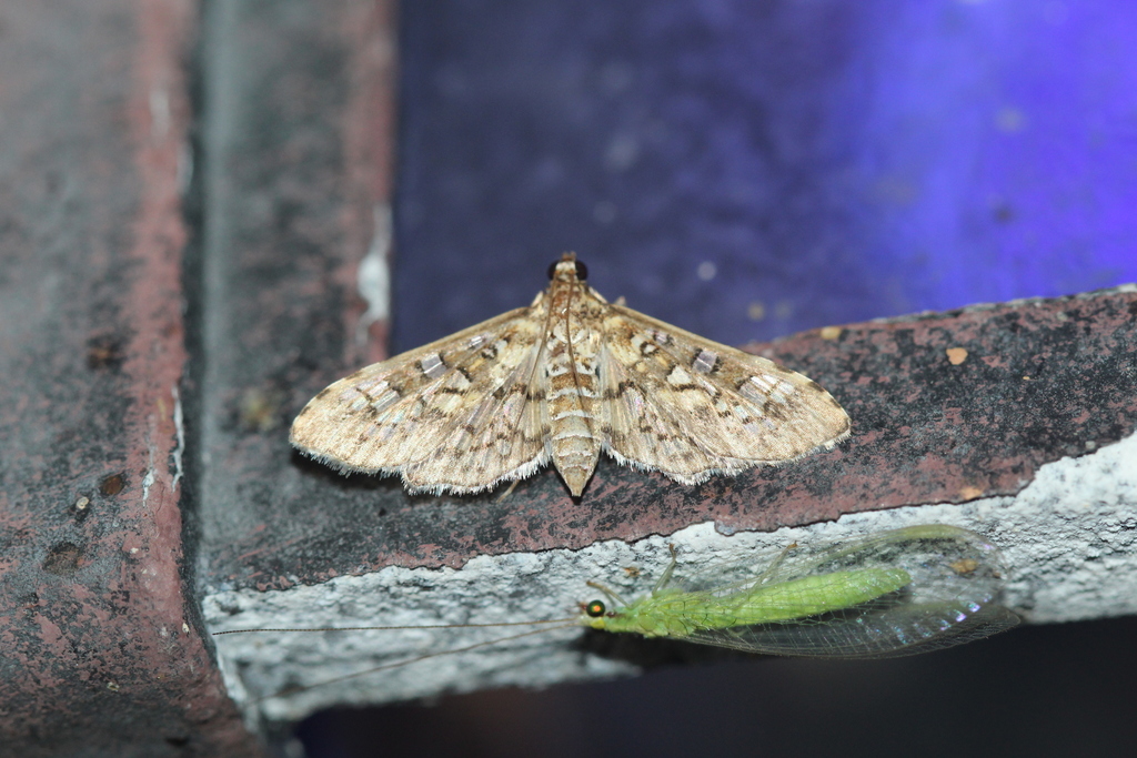 Samea from South Side, Corpus Christi, TX, USA on December 25, 2021 at ...