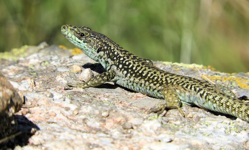 Subspecies Iberolacerta cyreni cyreni · iNaturalist