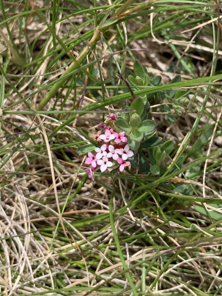 alpine rice-flower from Kosciuszko National Park, Thredbo, NSW, AU on ...