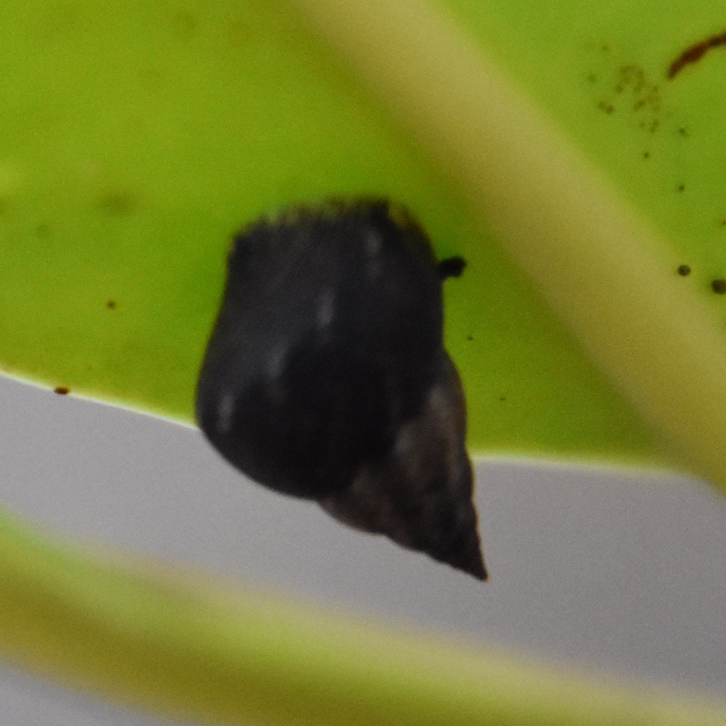 Littoraria scabra (Linnaeus, 1758)