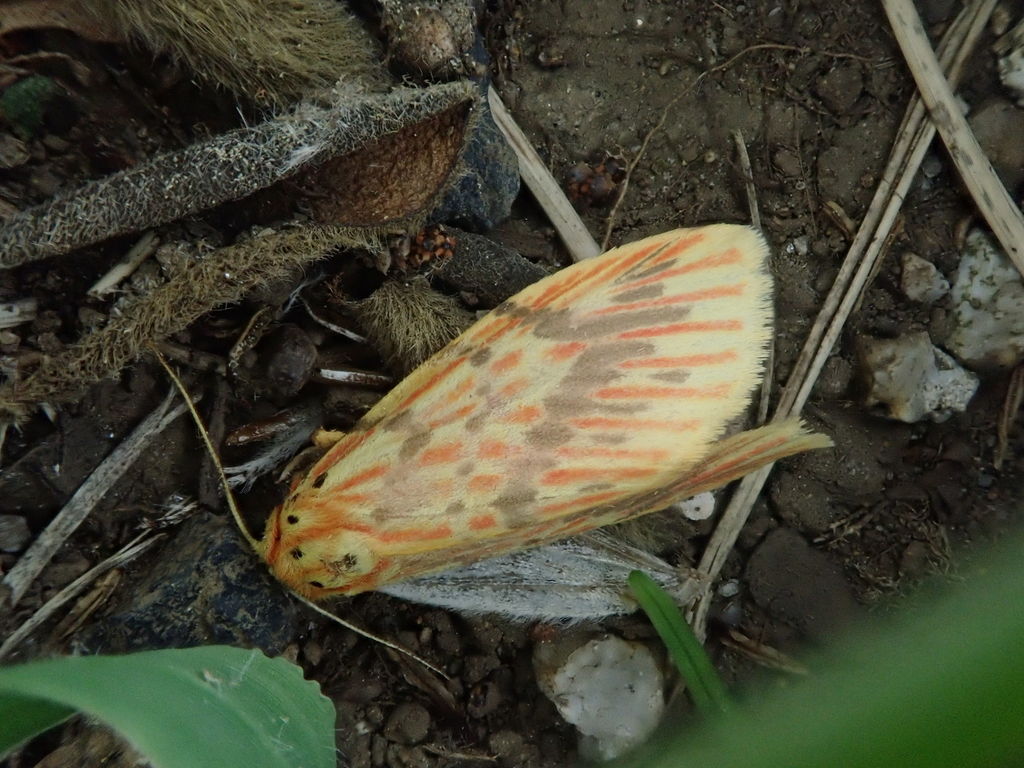 Barsine striata from 日本、〒300-4352 茨城県つくば市筑波 on April 21, 2021 at 09:55 ...