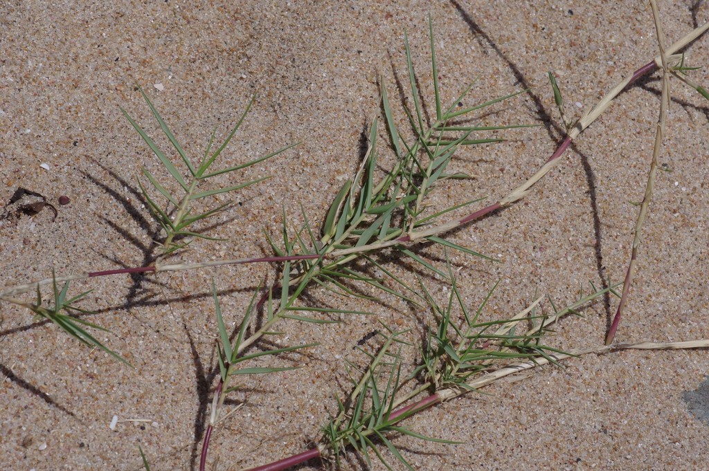 seashore paspalum from Along the beach from Clansthal beach parking to ...