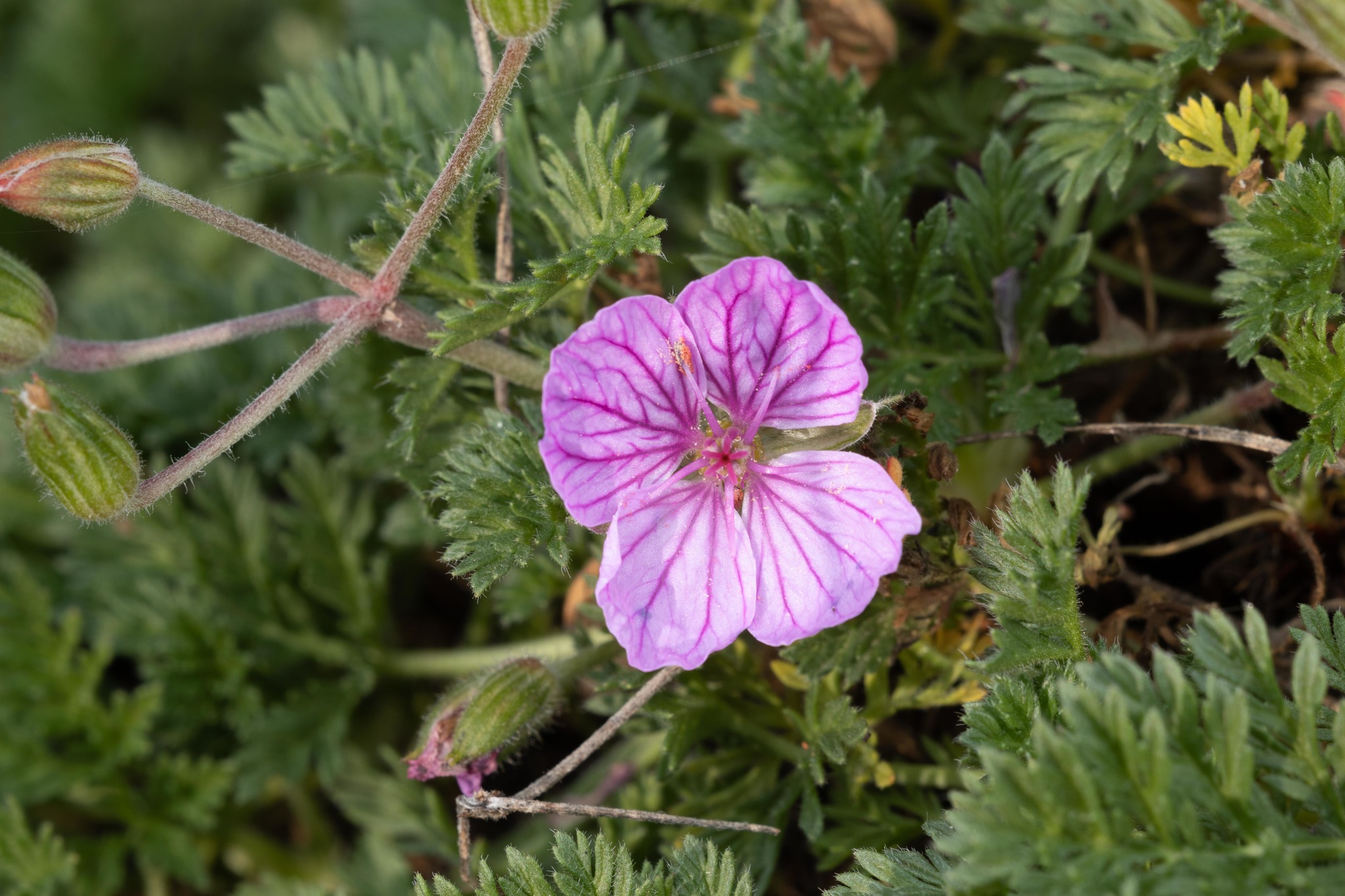 Erodium foetidum (L.) L'Hér.
