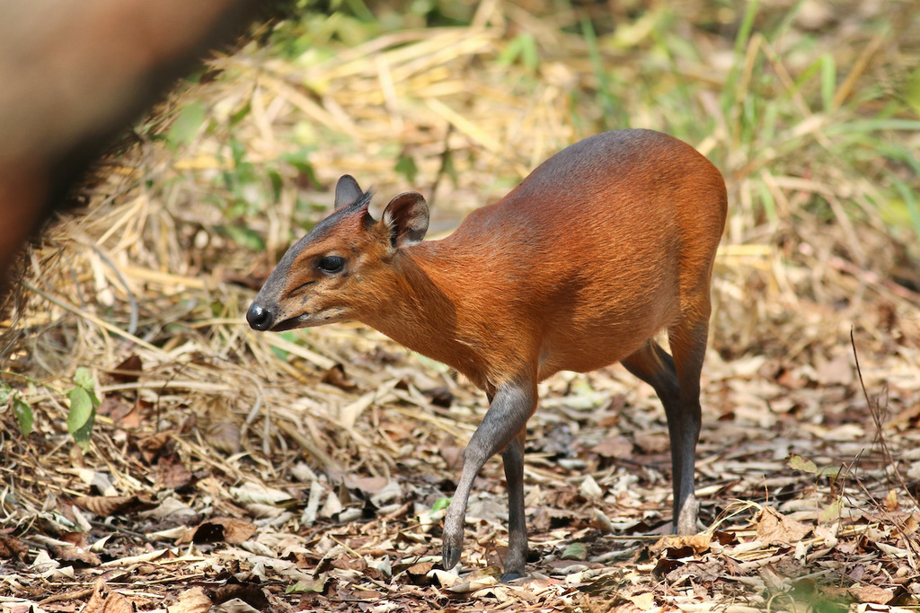 Red-flanked Duiker from Rafaï, Mbomou, Central African Republic on ...