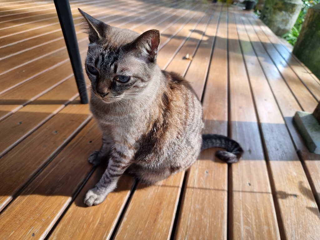 Domestic Cat from 145/94 Moo 4, Tumbol Bang-Norn Amphur Muang, RN, ตำบล ...