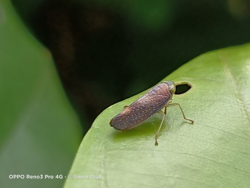 Mango leafhopper from PCN - Lornie Nature Corridor on December 26, 2021 at 01:17 PM by big ...