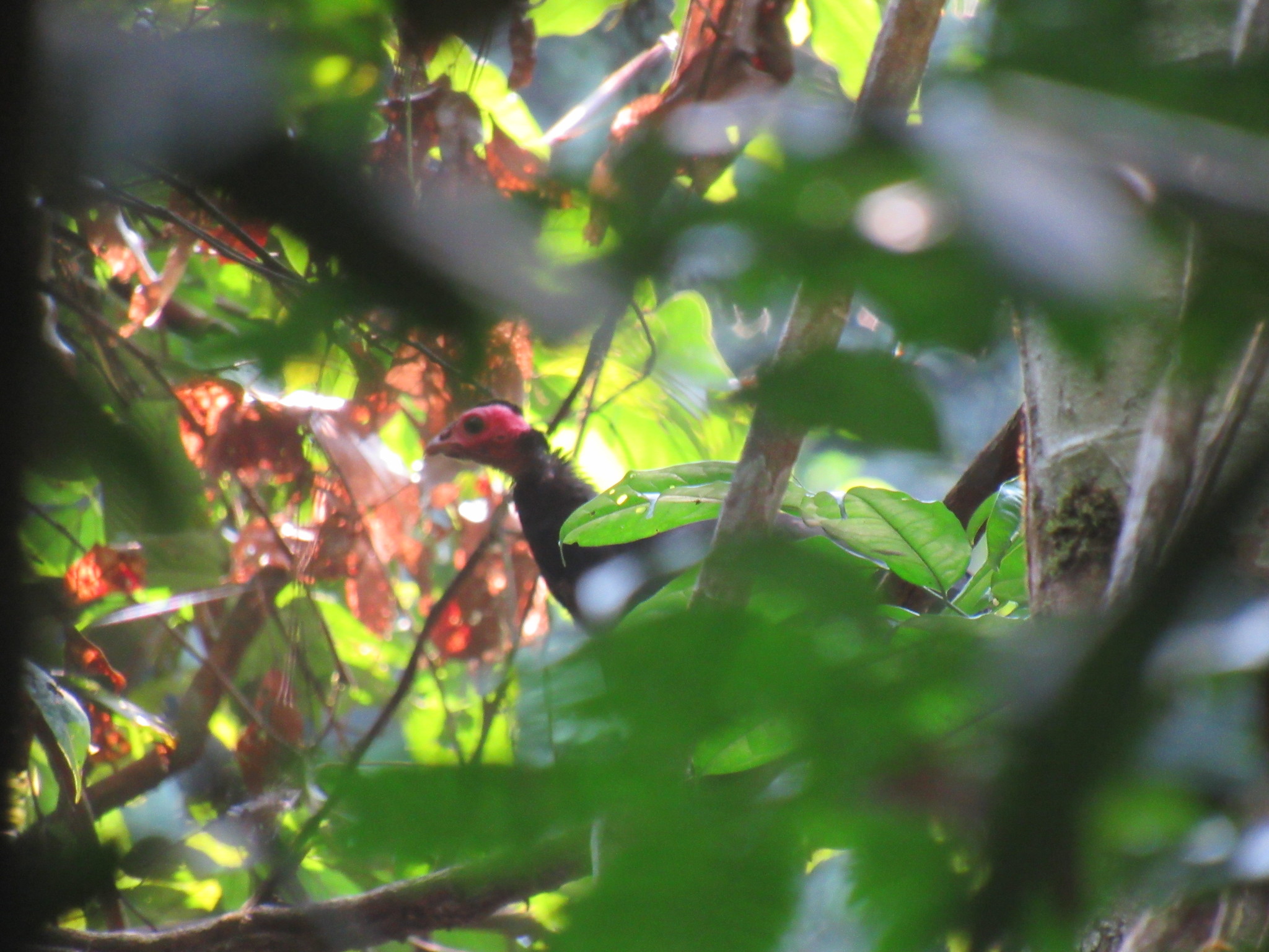 Agelastes niger (Cassin, 1857)