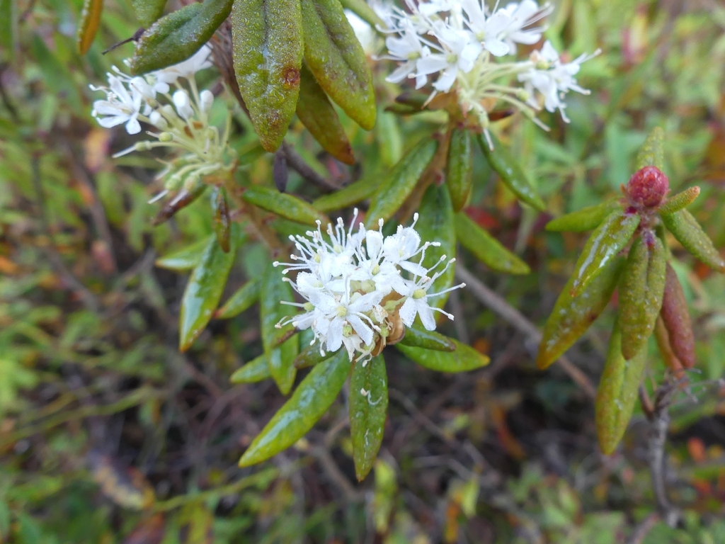 Bog Labrador Tea from L'Aéroport, Québec, QC, Canada on October 29 ...