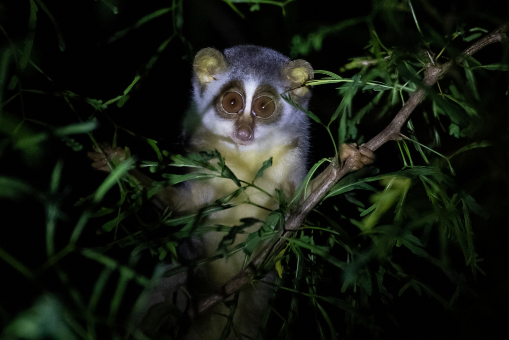 Mysore Slender Loris in December 2021 by Murugesh Nateshan · iNaturalist