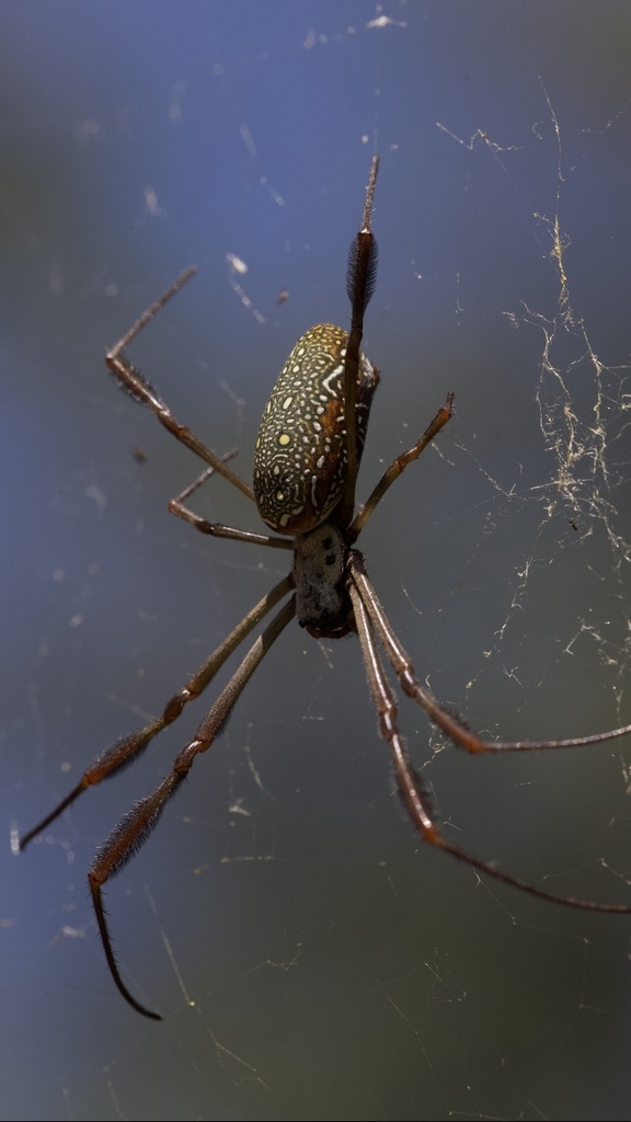 Golden Silk Spider from Comala, COL, MX on December 26, 2021 at 08:02 ...