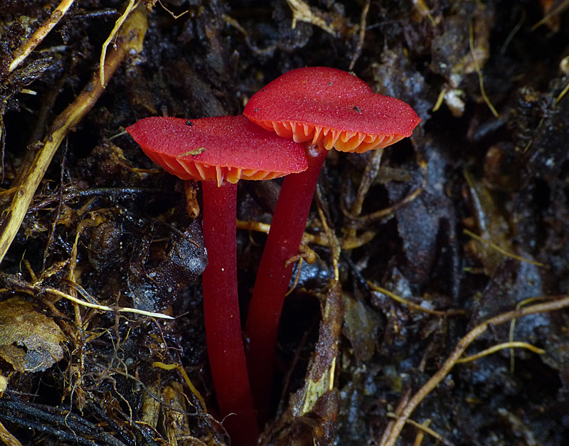 Waxcaps from Aongatete Lodge on April 15, 2015 by Shirley Kerr ...