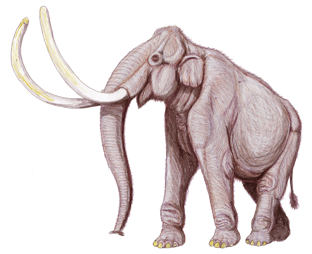 Columbian Mammoth (Extinct animals ) · iNaturalist