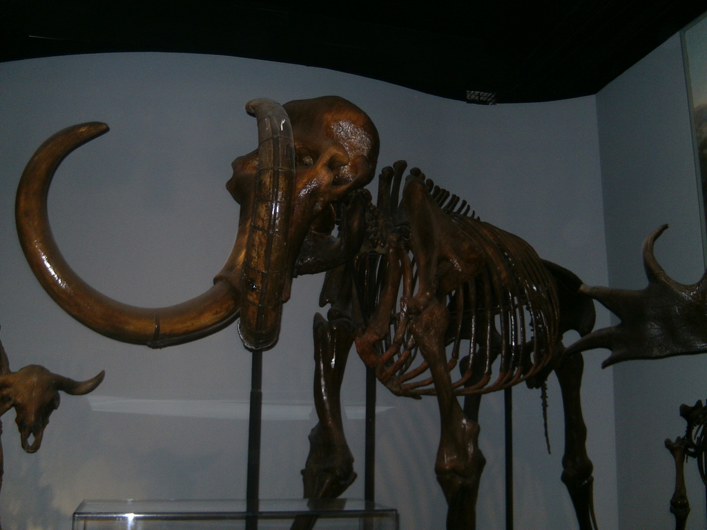 Woolly Mammoth (Mammuthus primigenius) - Know Your Mammals