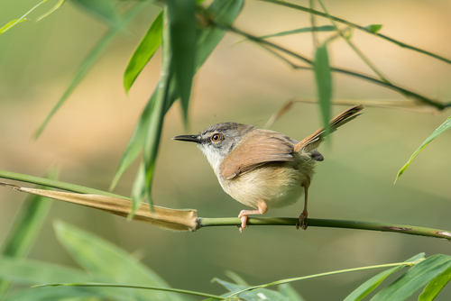 Subspecies Prinia rufescens beavani · iNaturalist
