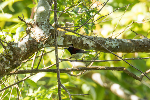 Subspecies Aethopyga saturata petersi · iNaturalist United Kingdom