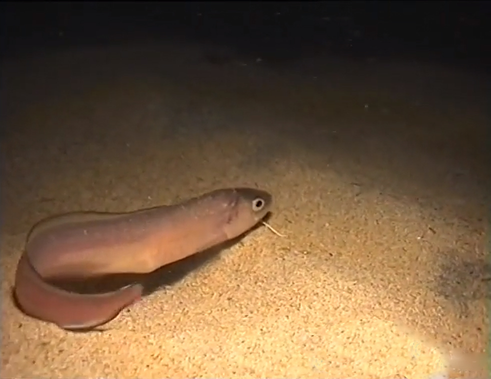 Ophidion rochei Müller, 1845