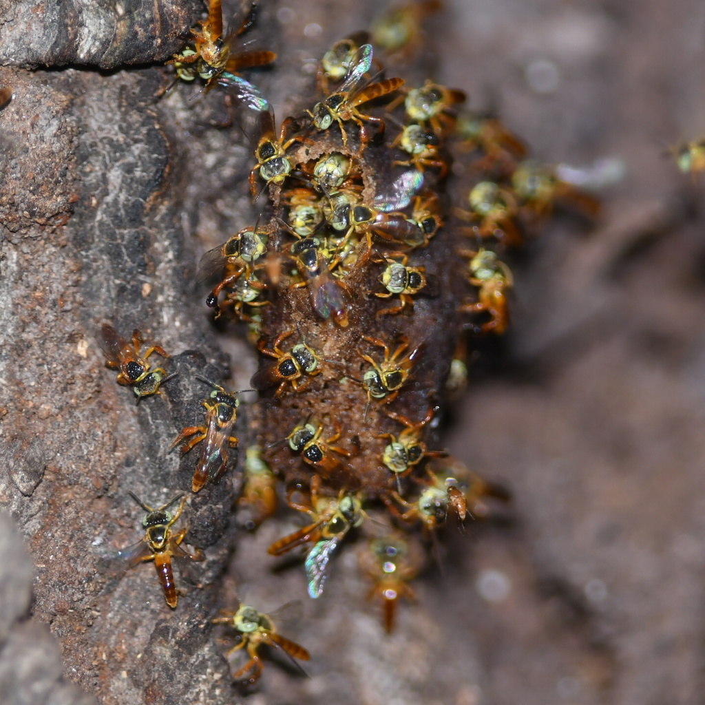 Fiebrig's Stingless Bee from Intendencia del Parque Nacional Chaco ...