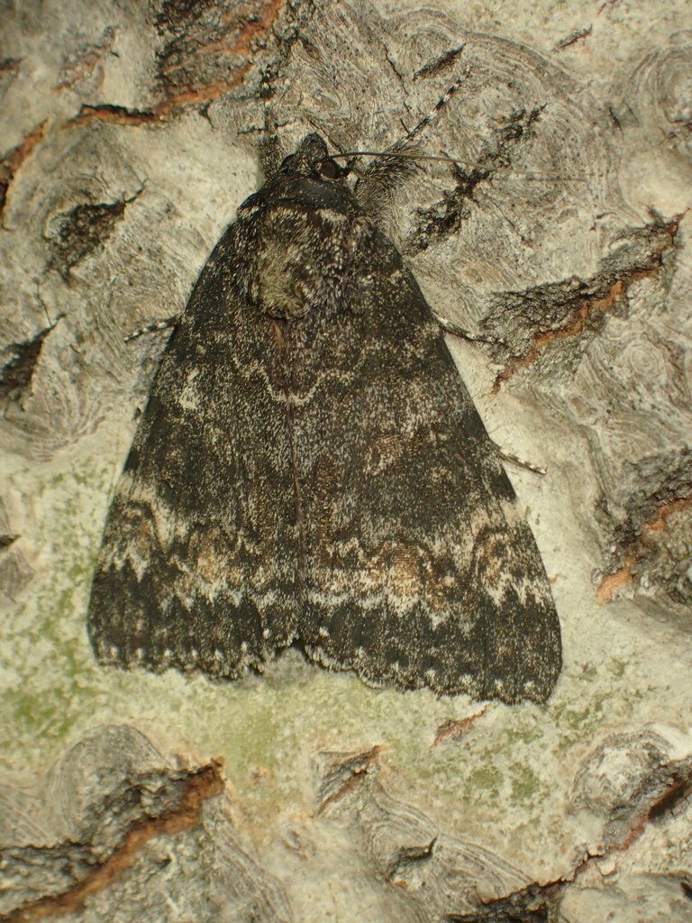 Briseis Underwing Moth from Rouyn-Noranda, Québec, Canada on August 21 ...