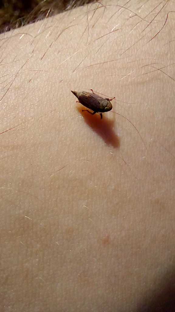 Coelidiinae from Abasto, Provincia de Buenos Aires, Argentina on December 25, 2021 by Abril ...