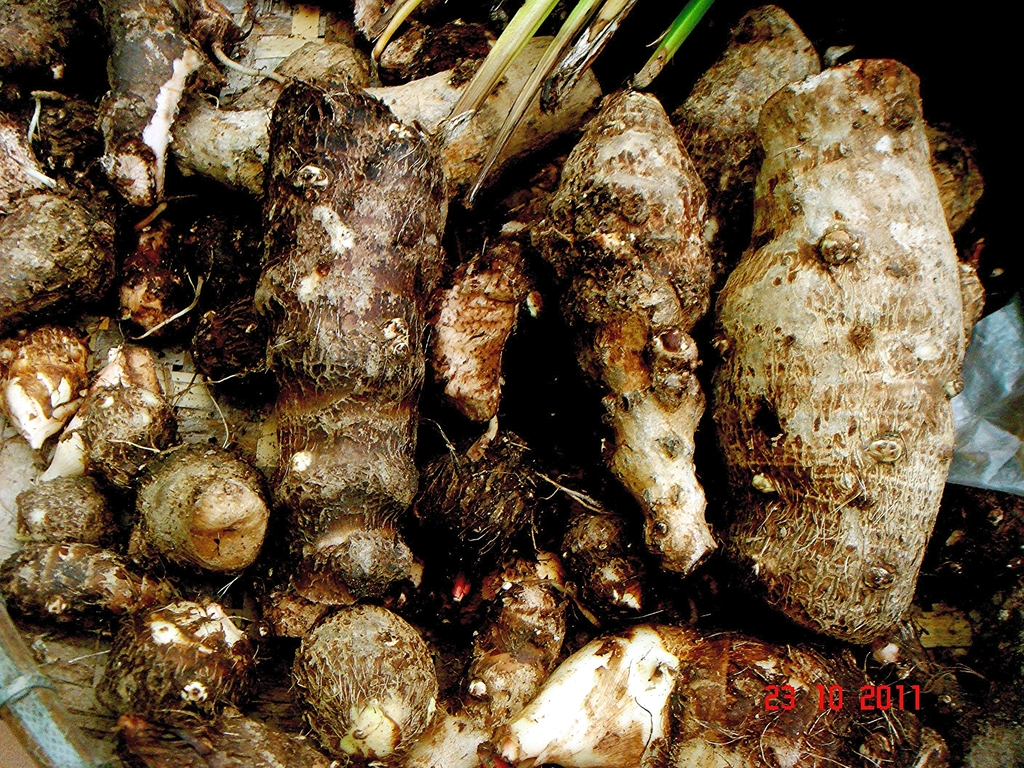 Mafafa morada (ARACEAE DE COLOMBIA) · iNaturalist