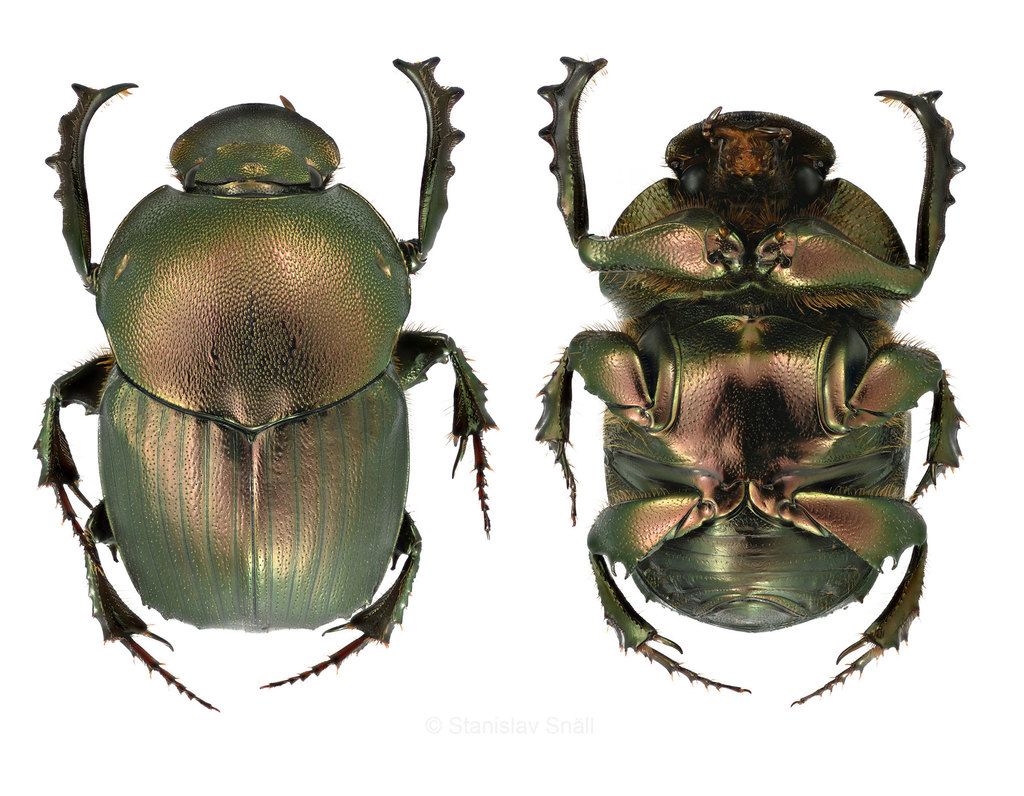 Onitis fulgidus desde ZA, NW pr., Boshoek el 20 de enero de 2007 a las ...