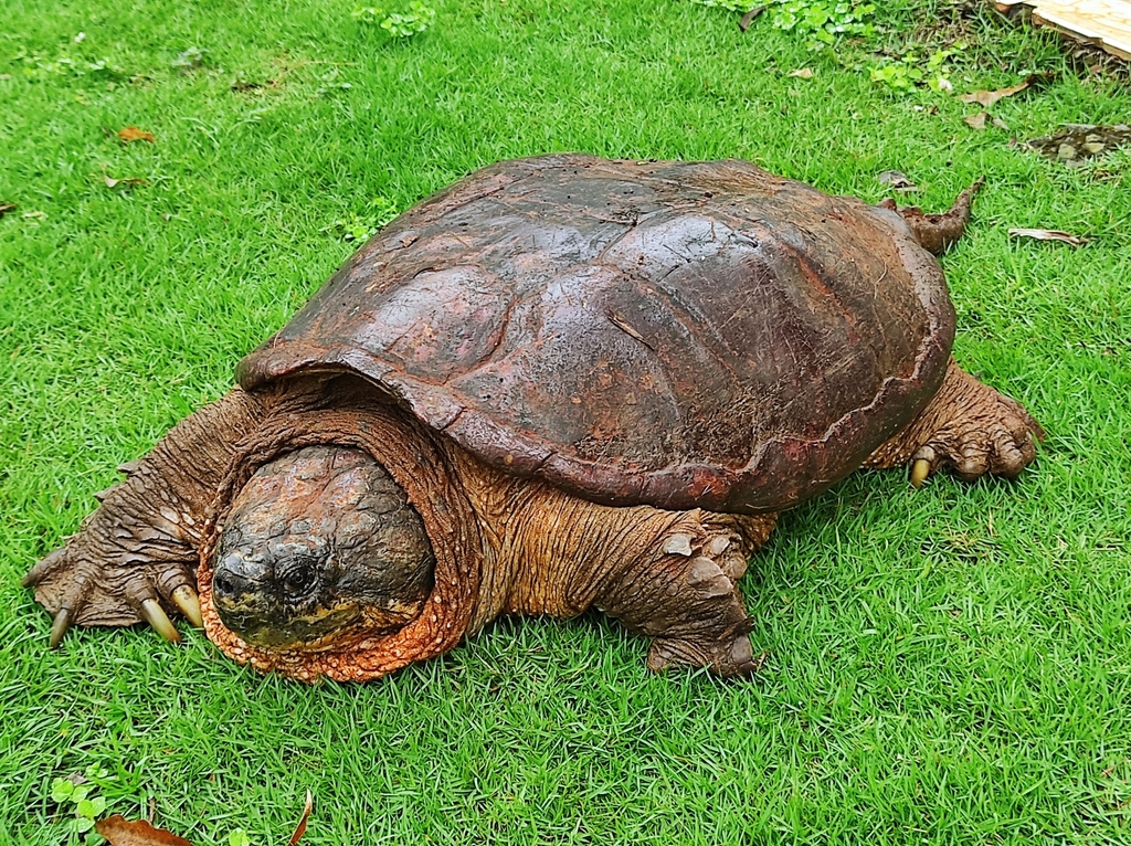 South American Snapping Turtle from Provincia de Alajuela, San Carlos ...